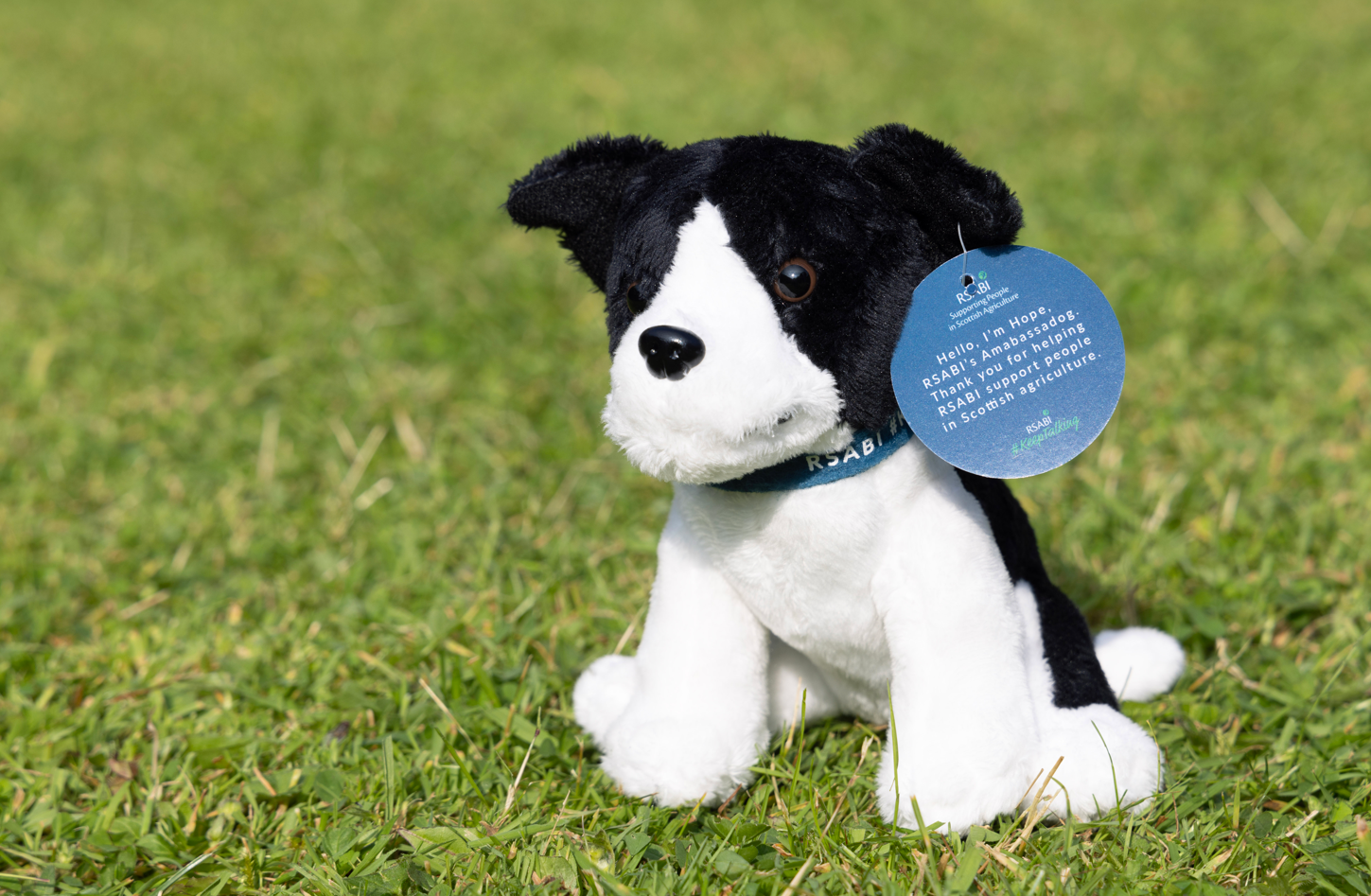 RSABI Collie 'Ambassadogs'